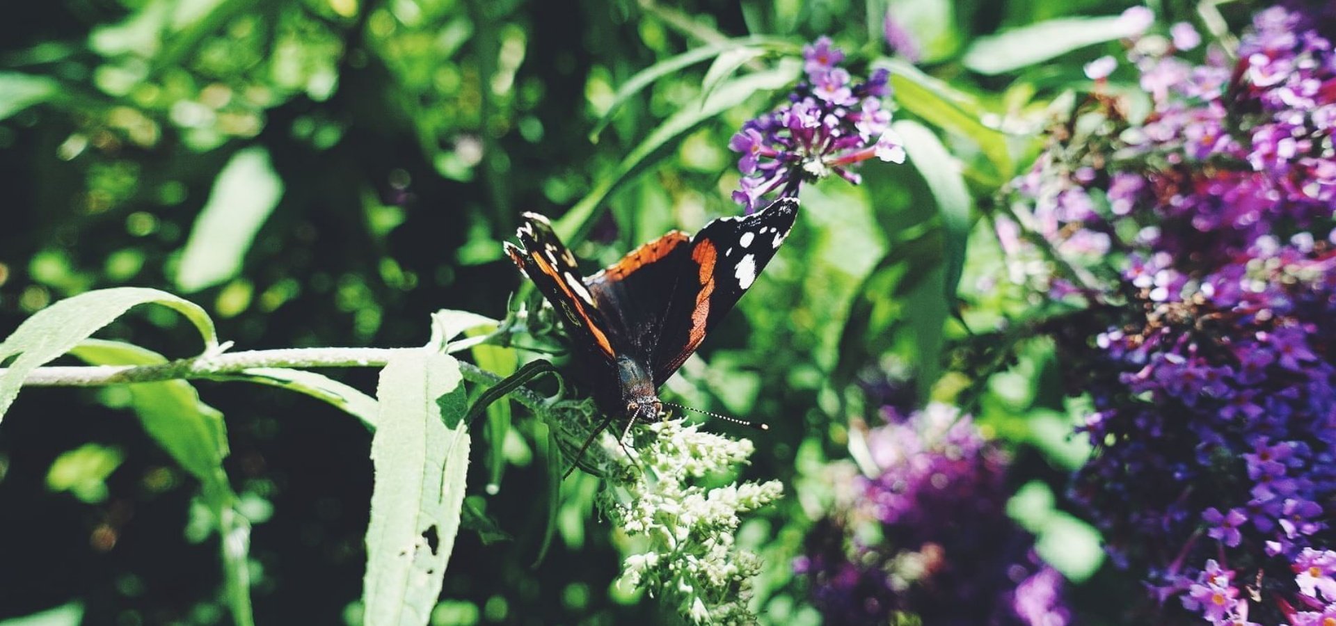 7 Wonderful Woodland Walks in Cornwall | The Cornwall Hotel and Spa